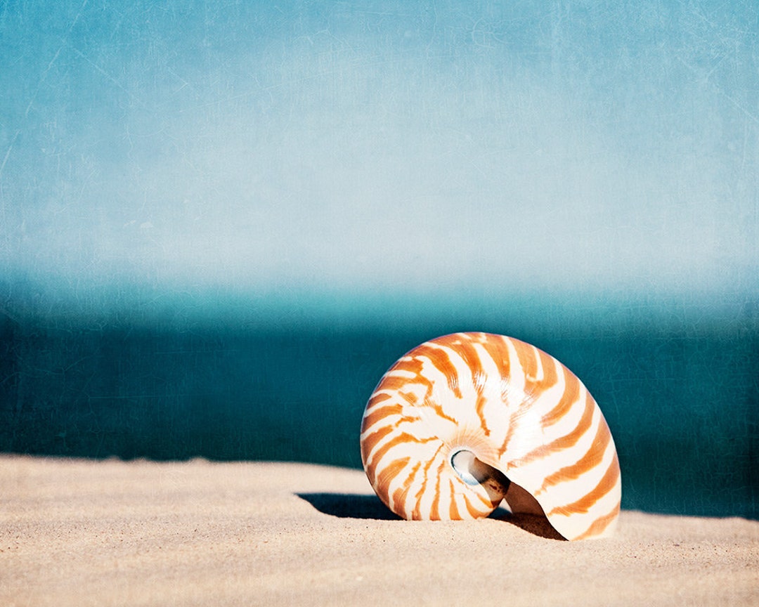 Beach Artwork Seashell Print - Modern Coastal Art, Shell Wall Art ...