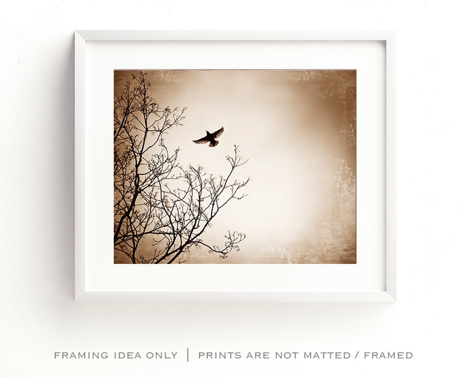 Bird Photography, Rustic Country Home Decor, Modern Farmhouse Prints ...