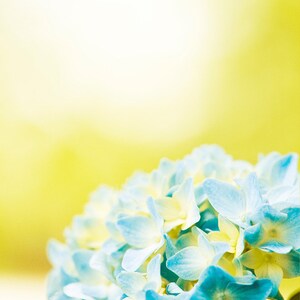 Hydrangea Print Flower Art - Shabby Chic Wall Decor, Yellow Blue Art ...