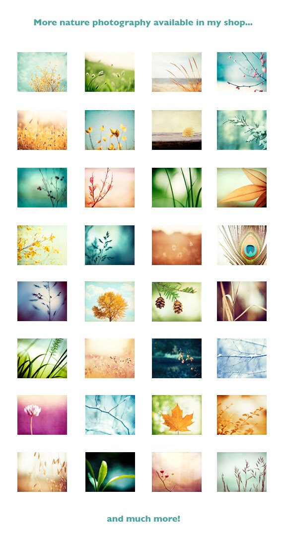 Nature Photo Set 9 Photographs fall autumn flowers orange | Etsy