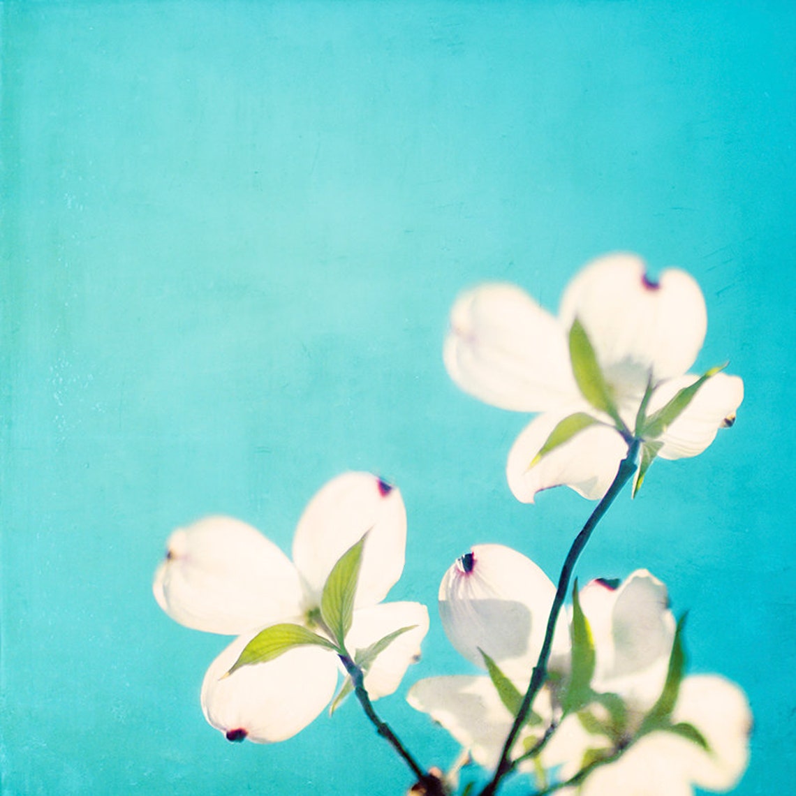 Aqua Blue Photo Set, Three Photographs Flower Photography Dogwood ...