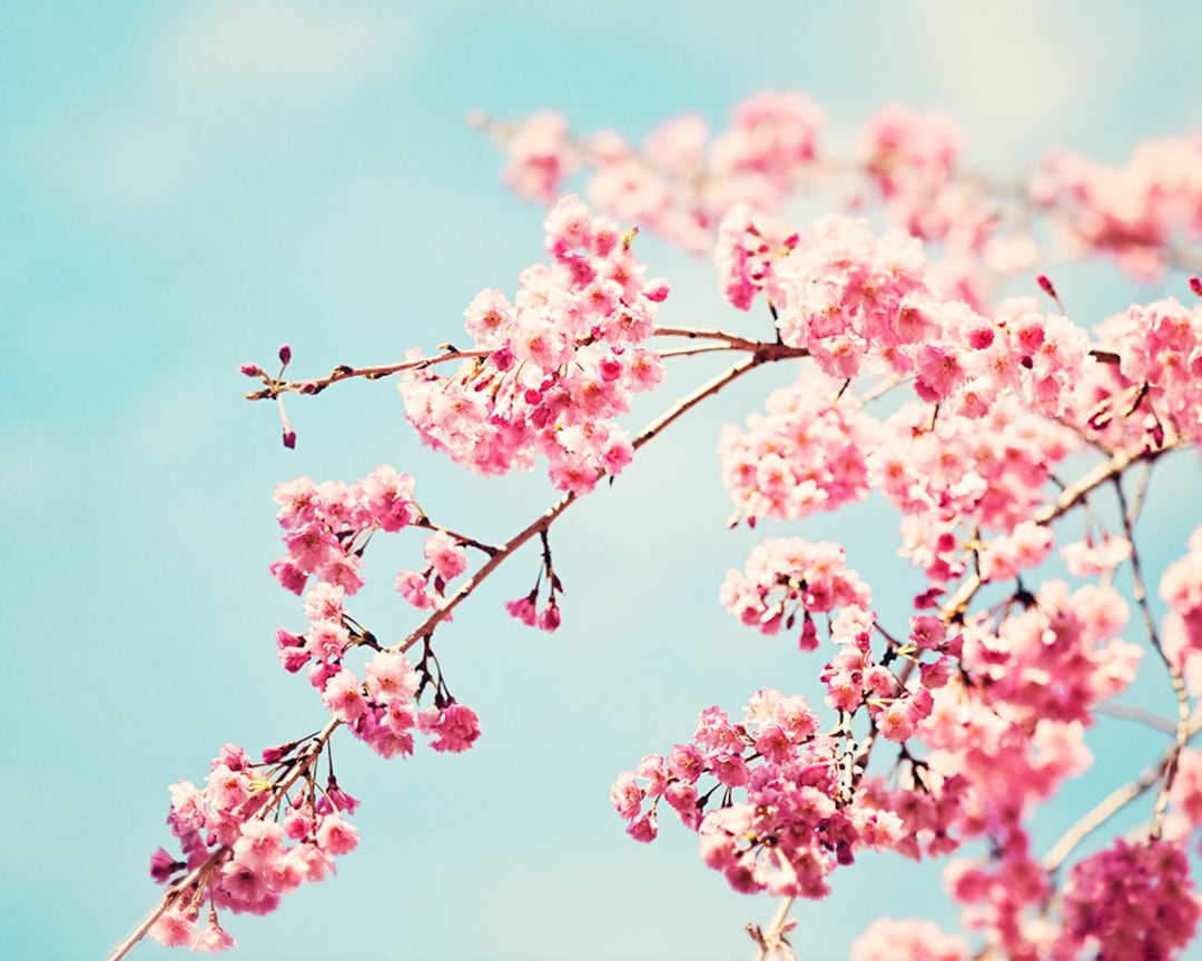 Pink and Blue Flower Photography Floral Nursery Wall Art Girl, Shabby ...