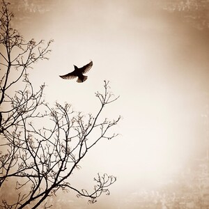 Rustic Bird Canvas Print – Sepia Nature Photography, Farmhouse Wall Art ...