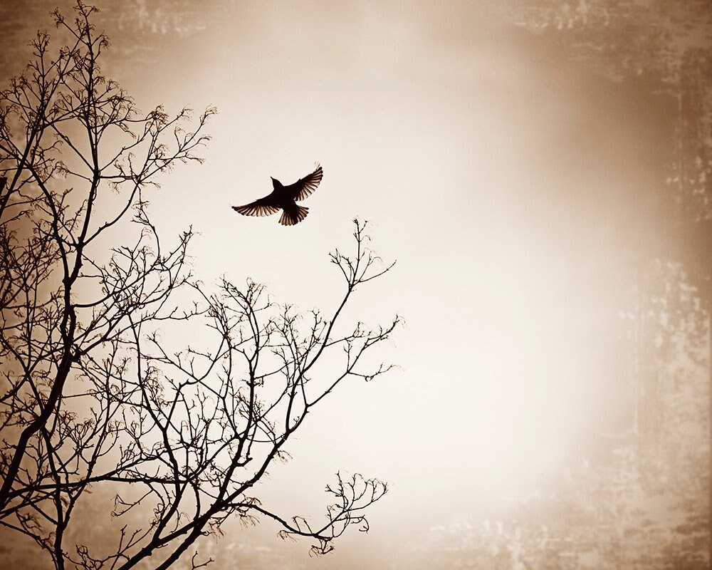Bird Photography, Rustic Country Home Decor, Modern Farmhouse Prints ...