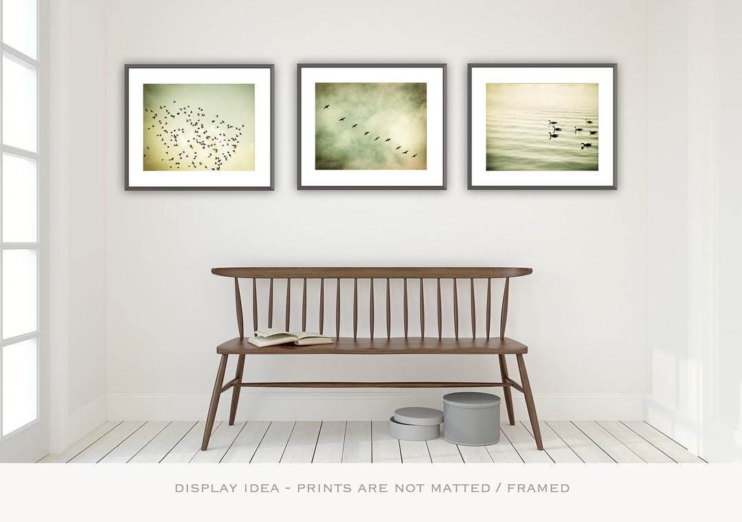 Picture Sets of 3 Bird Photography - Set of Three Wall Art, Nature ...