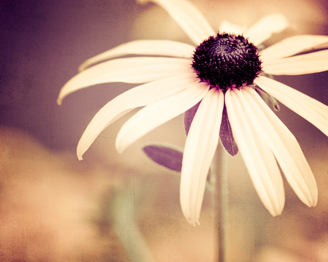 Burgundy Wall Decor, Flower Photography - Modern Rustic Decor, Nature ...