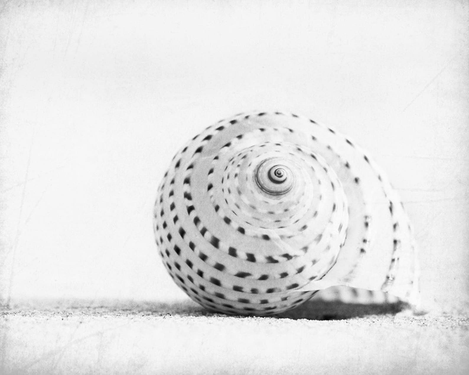 Black and White Seashell Photography - Beach Sea Shell Wall Art White ...