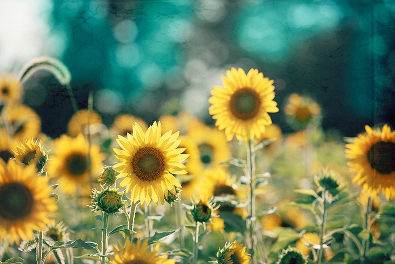 Sunflower Photography - Yellow Teal Flower Art Print Turquoise Aqua ...