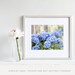 Blue Hydrangea Flower Photography, Periwinkle Floral Picture, Spring ...