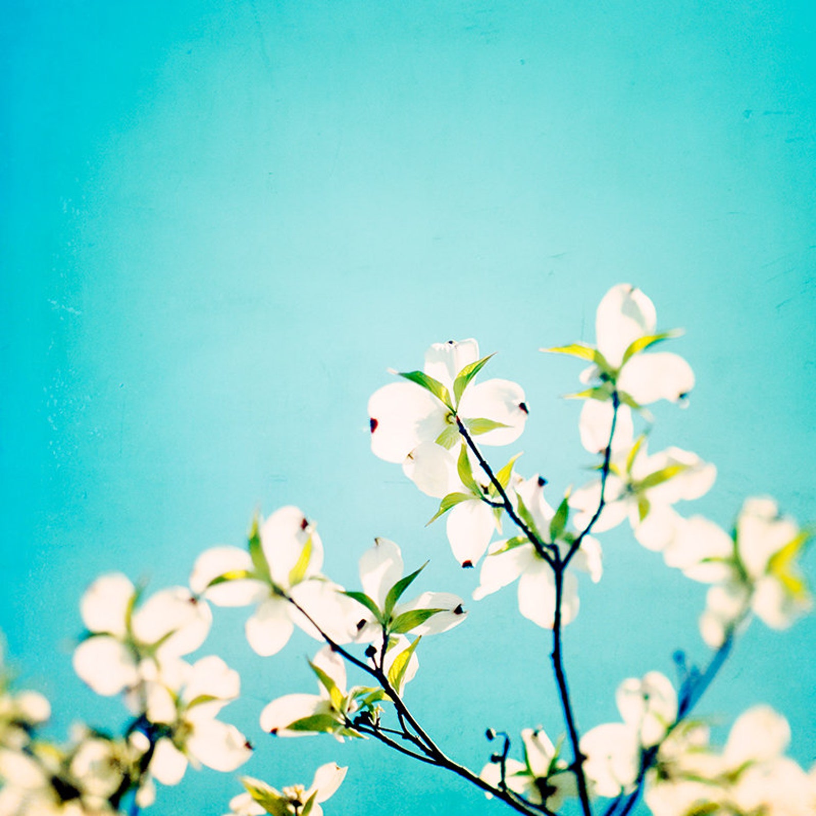 Aqua Blue Photo Set, Three Photographs Flower Photography Dogwood ...