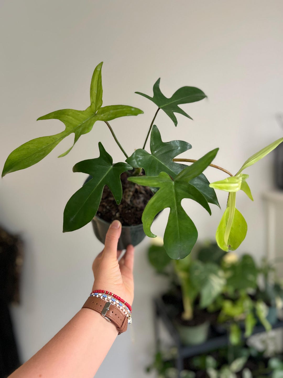 Philodendron Florida Ghost | Rare Tropical Plant | Variegated ...