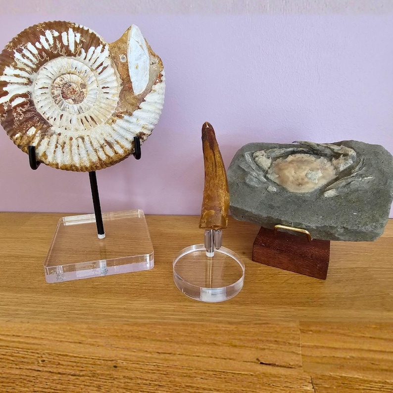 Real Spinosaurus Tooth Fossil: Authentic Dinosaur Collectible - Etsy