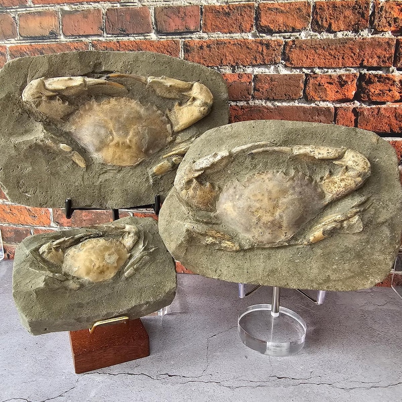 XL Charybdis Crab Fossil – Miocene Era, West Java, With Display Stand ...