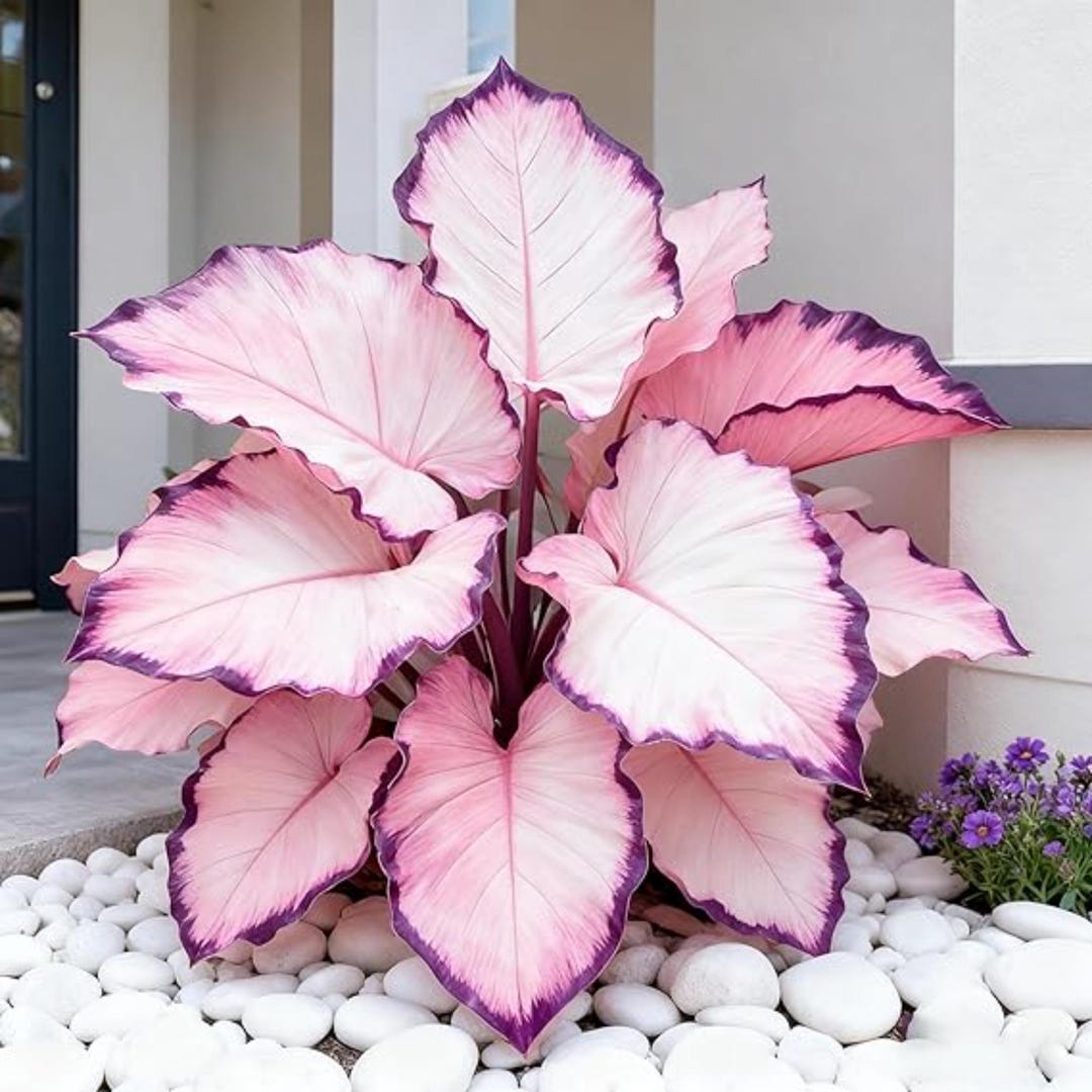 Mixed Color Hosta Seeds – Non-gmo Perennial Plants - Etsy