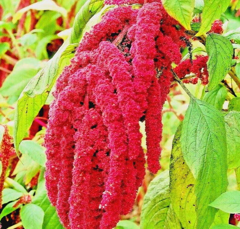 Love-lies-bleeding Seeds – Amaranth Tassel Flowers - Etsy