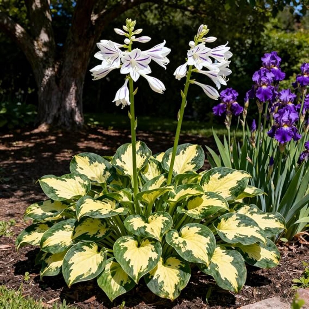 300+ Mixed Hosta Seeds | Non-gmo Heirloom Perennial | Colorful Hosta ...