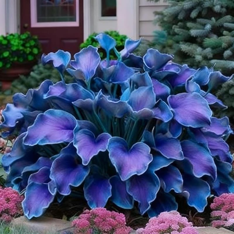 Purple Hosta Plant - Etsy