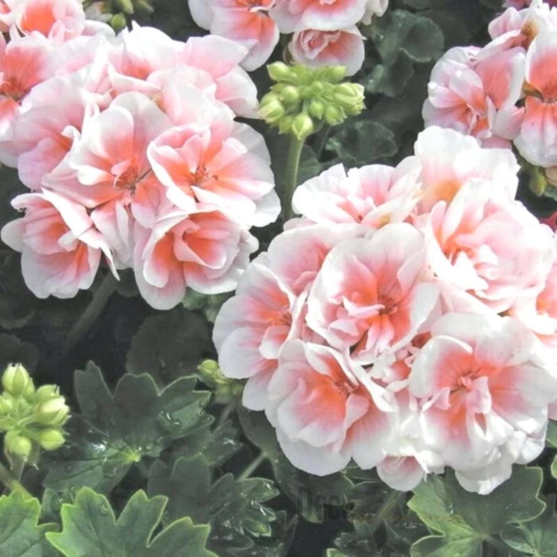 White Geraniums - Etsy