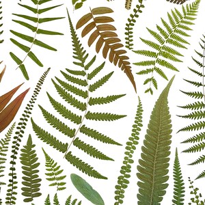 Pressed Fern Art Print Digital Download 22x30 Botanical Decor Printable ...