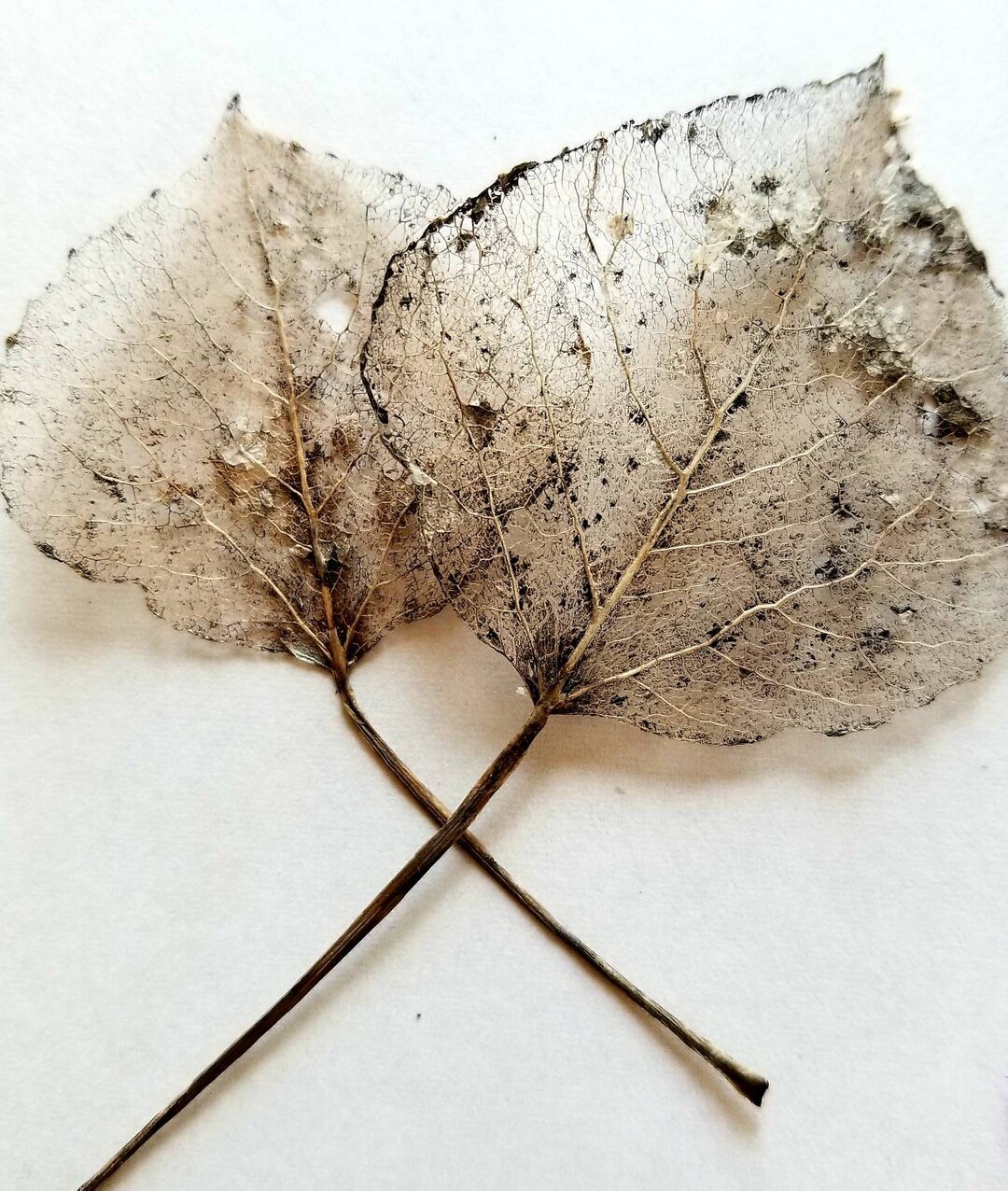 10 Pack Real Skeleton Leaves - Etsy