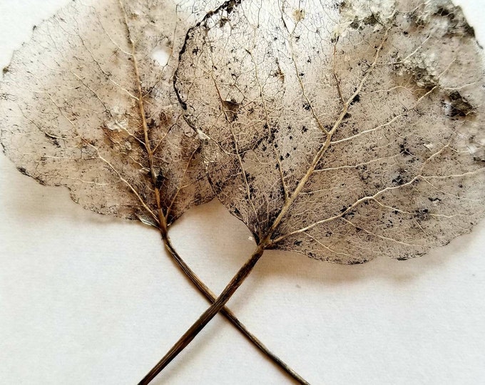 10 Pack Real Skeleton Leaves - Etsy