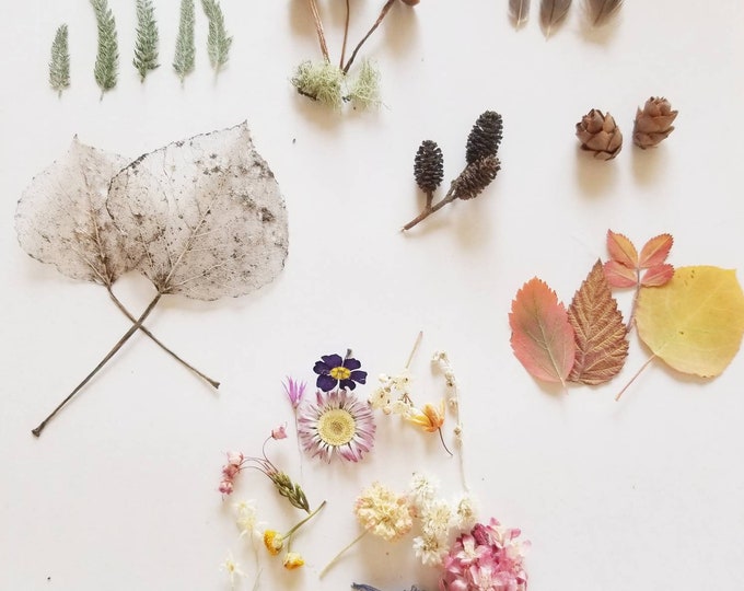10 Pack Real Skeleton Leaves - Etsy