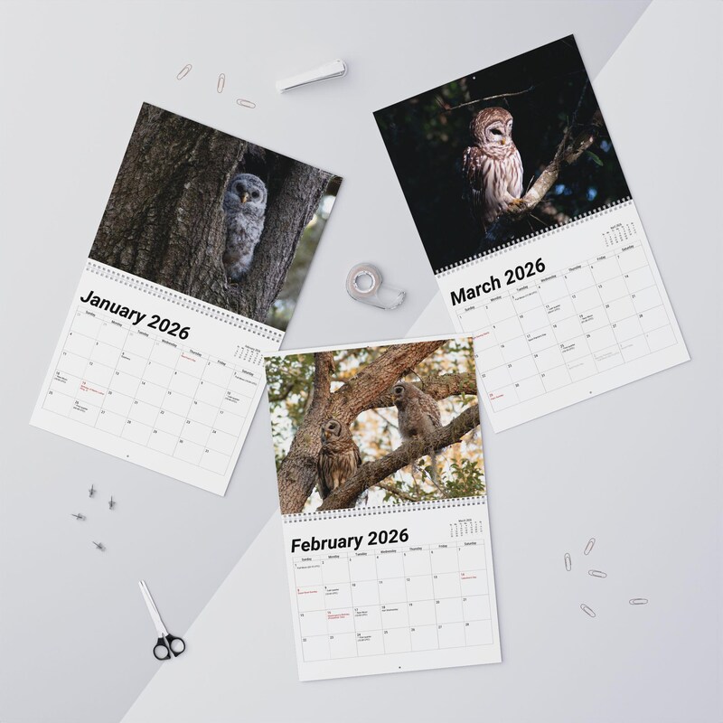 Owls 2026 Calendar - Etsy