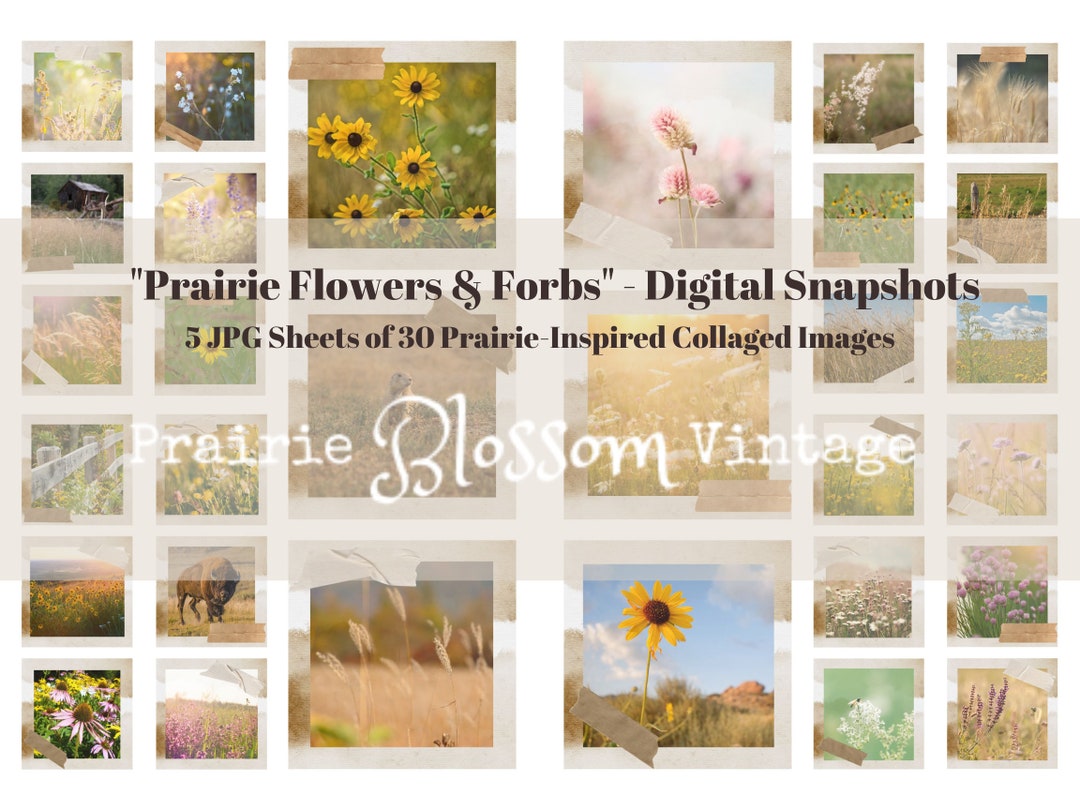 Prairie Heritage Digital Collection flowers & Forbs - Etsy