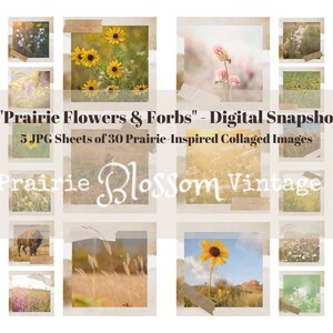 Prairie Heritage Digital Collection - "flowers & Forbs Digital ...