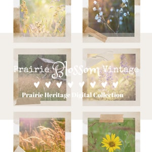 Prairie Heritage Digital Collection - "flowers & Forbs Digital ...