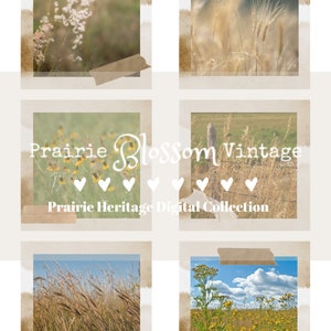 Prairie Heritage Digital Collection - "flowers & Forbs Digital ...