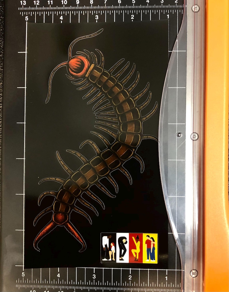 Realistic Centipede Sticker • Dark Entomology Art, Creepy Bug Decal - Etsy