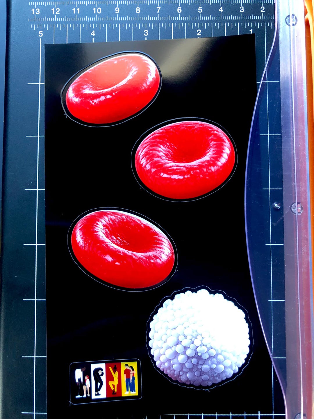 Red & White Blood Cells Sticker Set – Hematology Biology Science Art - Etsy