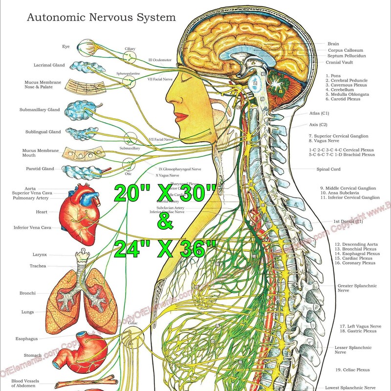 Autonomic Nervous System Poster - Etsy