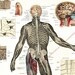 Autonomic Spinal Centers Nervous System Poster Chiropractic - Etsy