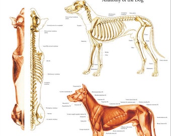 Dog Muscle Skeletal Anatomy Poster Wall Chart 18 X - Etsy
