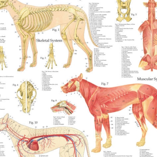 Dog Muscle Skeletal Anatomy Poster Wall Chart 18 X - Etsy
