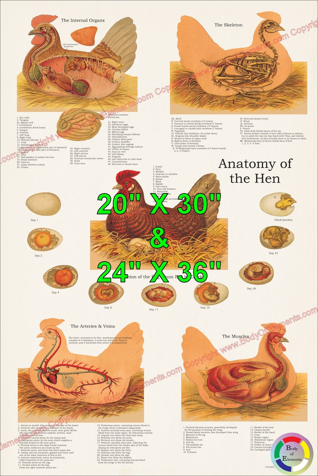 Chicken Hen Muscle Skeletal Anatomy Poster Veterinary Wall Chart Paper ...
