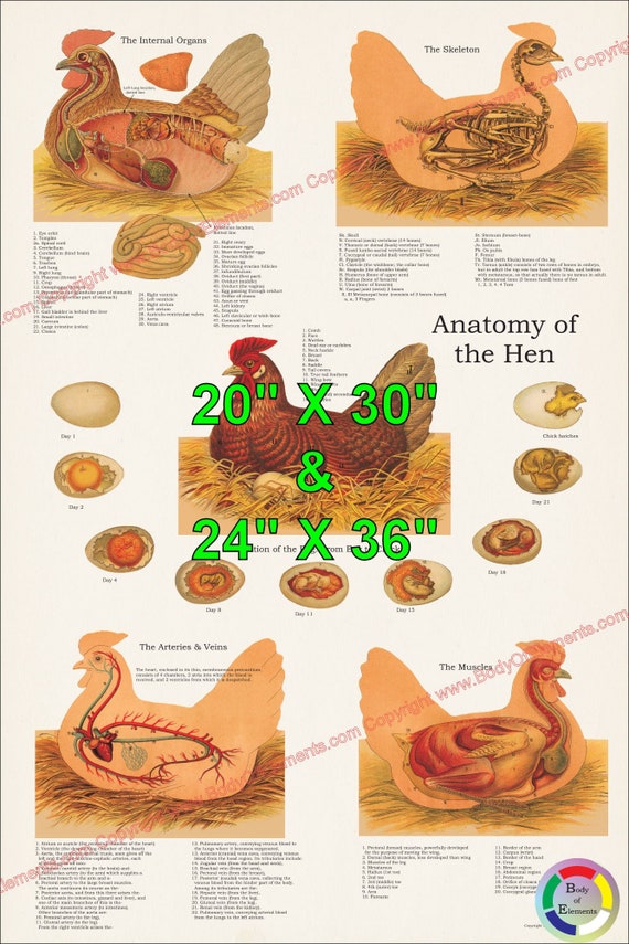 Anatomía Del Músculo Del Pollo Musculo Ave Anatomia Animal Arte,