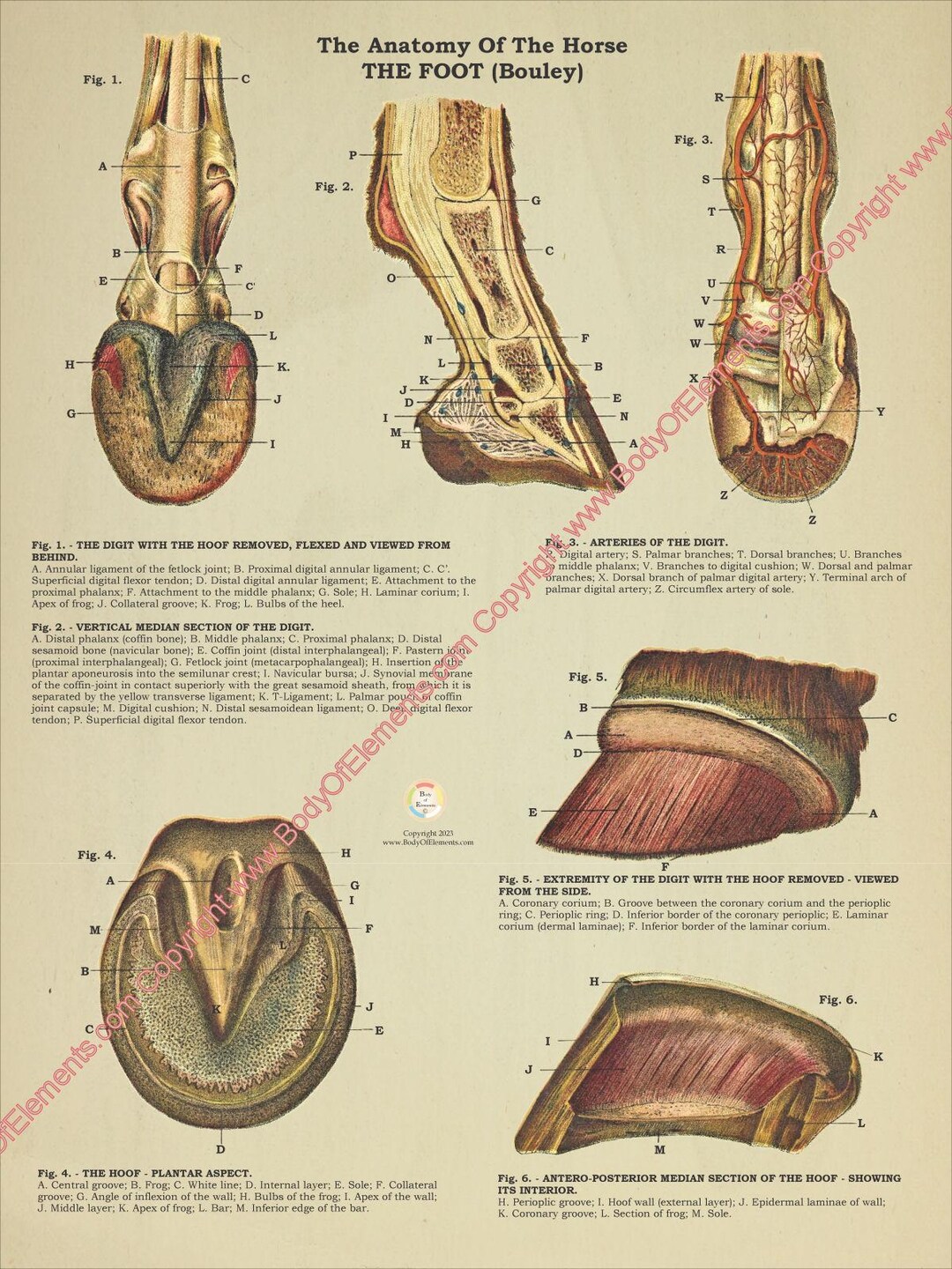 Horse Hoof Foot Veterinary Anatomy Poster 18" X 24" Equine Anatomical ...