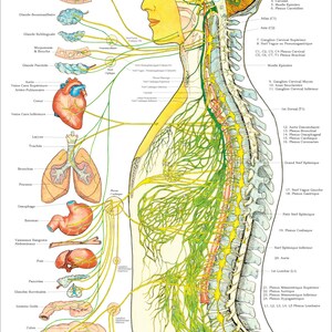 Autonomic Nervous System Poster Chiropractic Nerve Innervation Chart in ...