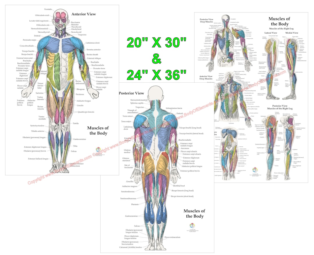Anterior Muscles Blank