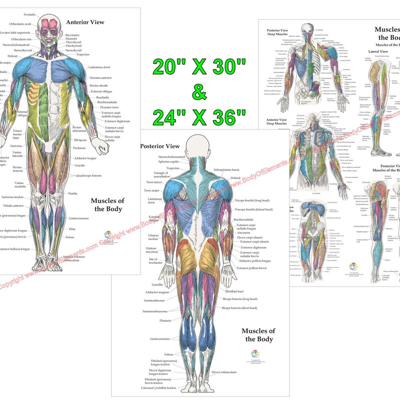 Muscle Anatomy - Etsy