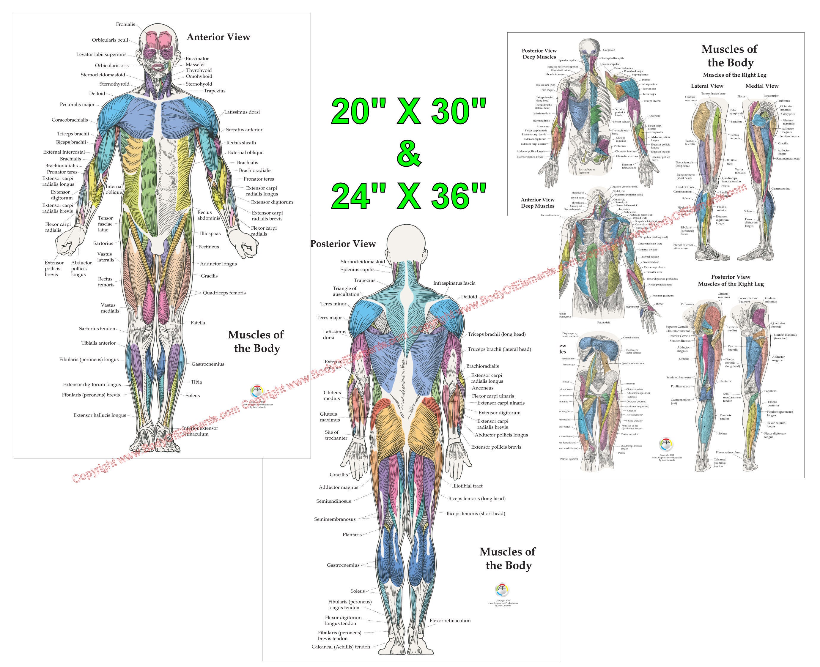 Skeleton Muscular System Anatomical Poster Muscle Anatomy, 59% OFF Skeleton Muscular System Anatomical Poster Muscle Anatomy, 59% OFF
