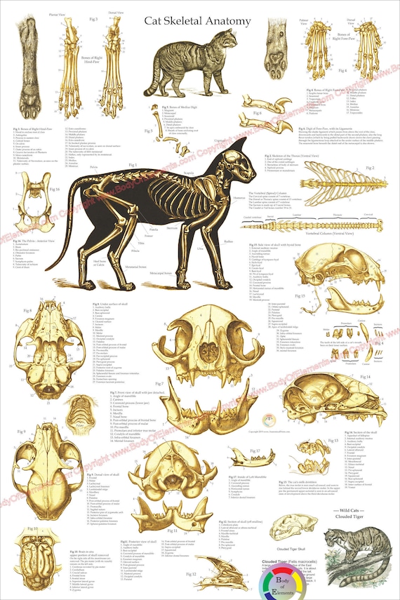 Anatomía De Los Huesos Del Gato