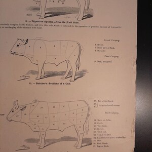 Vintage Veterinary Ox Cow Anatomy Illustrations Anatomical Wall Chart ...