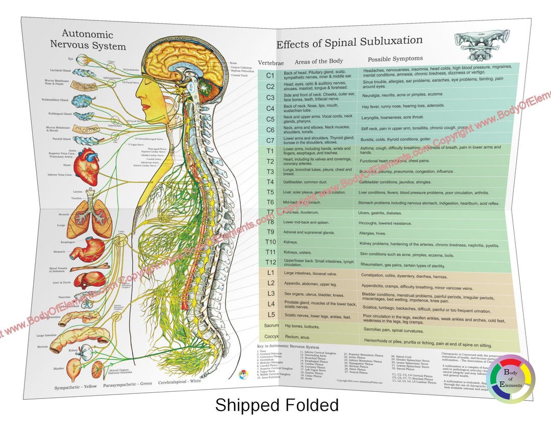 ANS & Effects of Spinal Subluxation Poster 18" X 24" Chiropractic ...