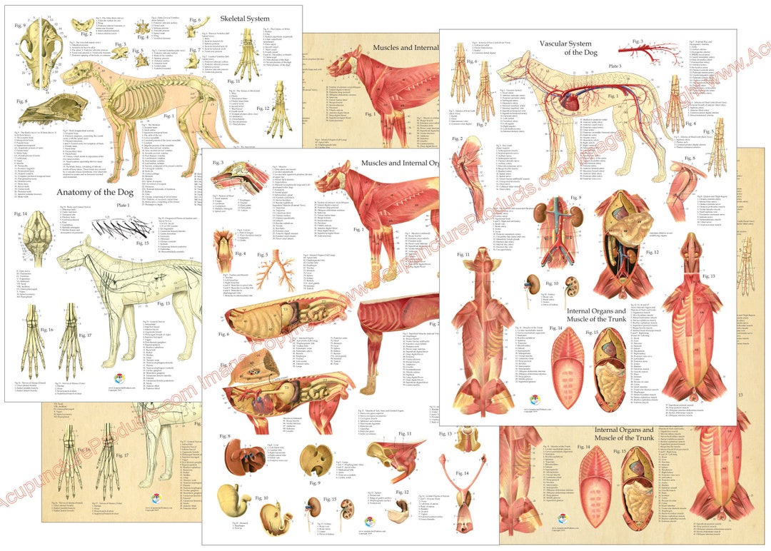 3 Dog Muscular Skeletal Nerves Canine Anatomy Posters 18 X 24 ...