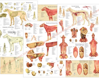 35 Musculoskeletal Anatomy Posters Muscular System Education - Etsy