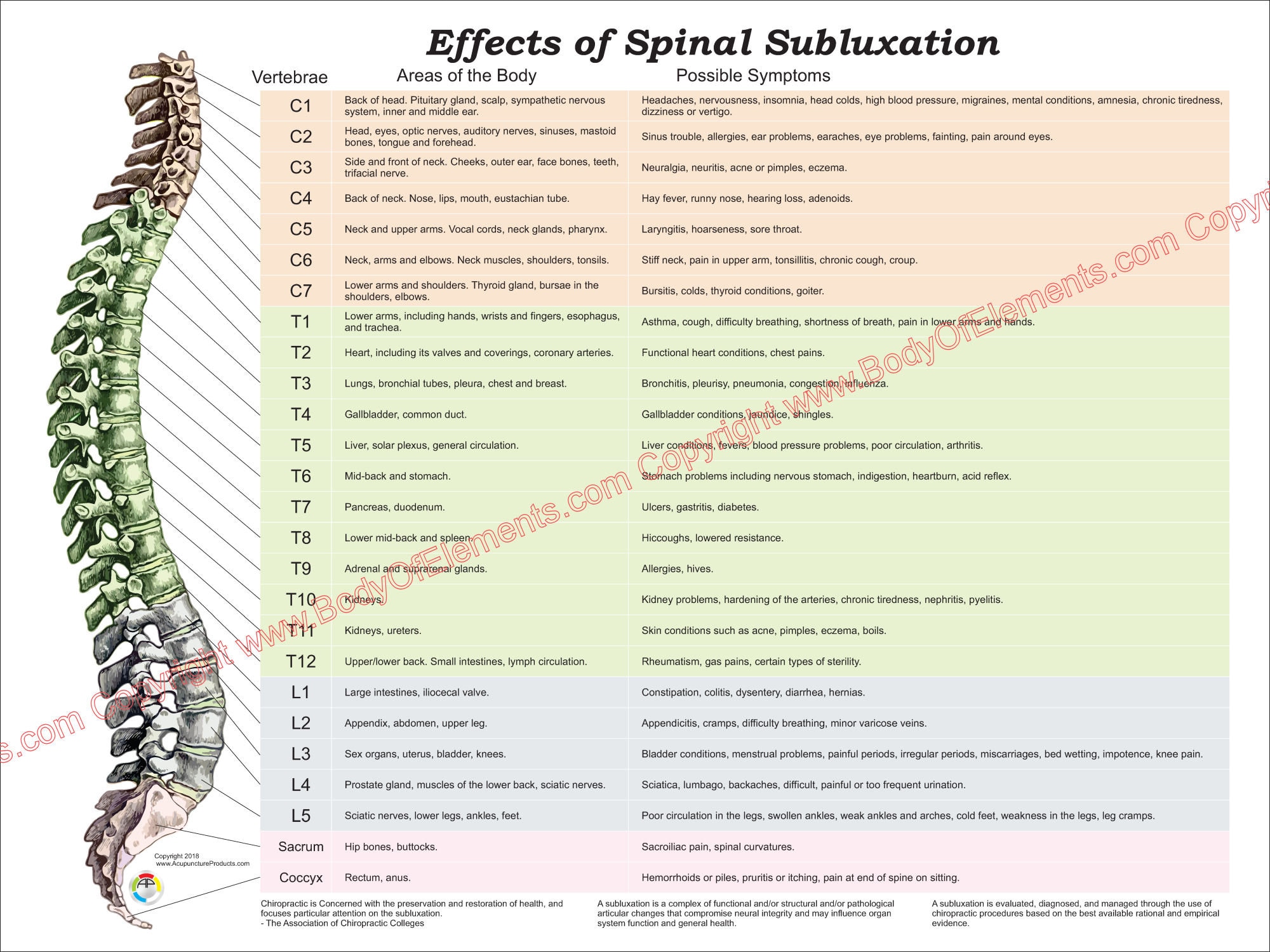 Chiropractic Spine Diagram